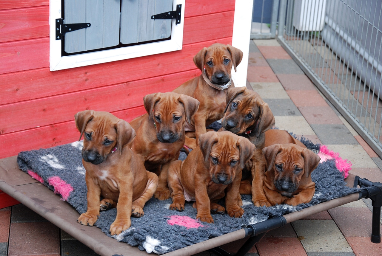 Home Rhodesian Ridgeback vom Okavango